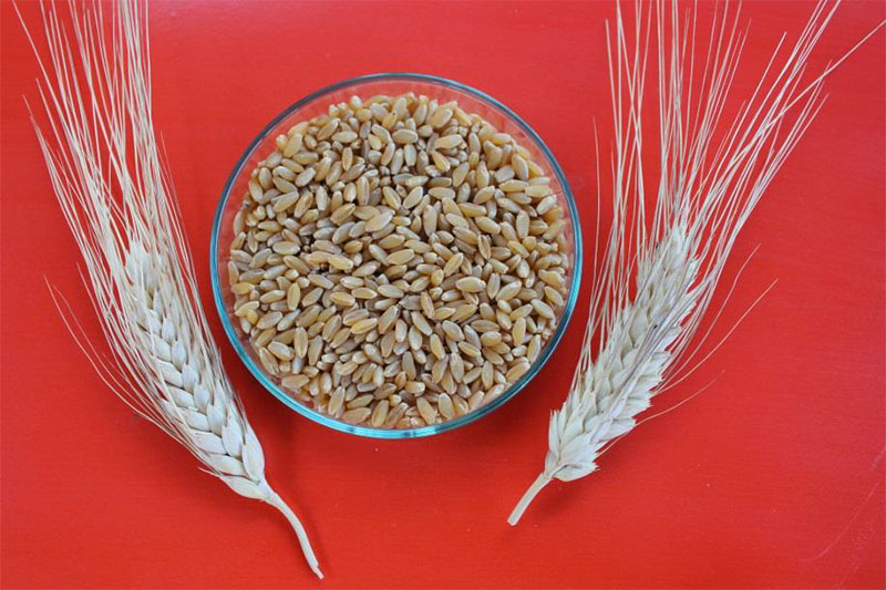 Makarnalık Buğday – Bioturca